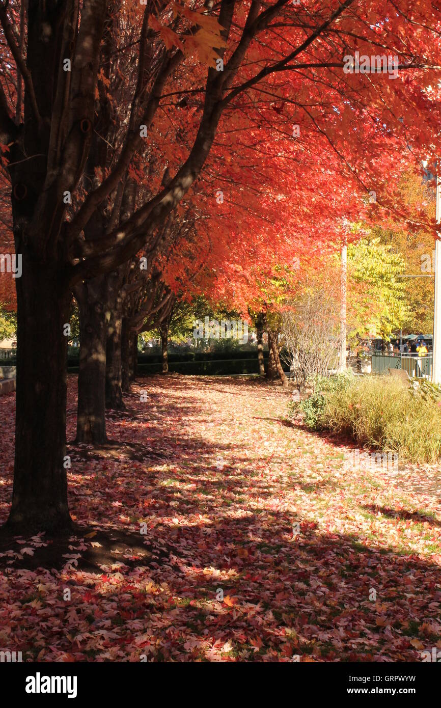 Chicago colors in autumn hi-res stock photography and images - Alamy