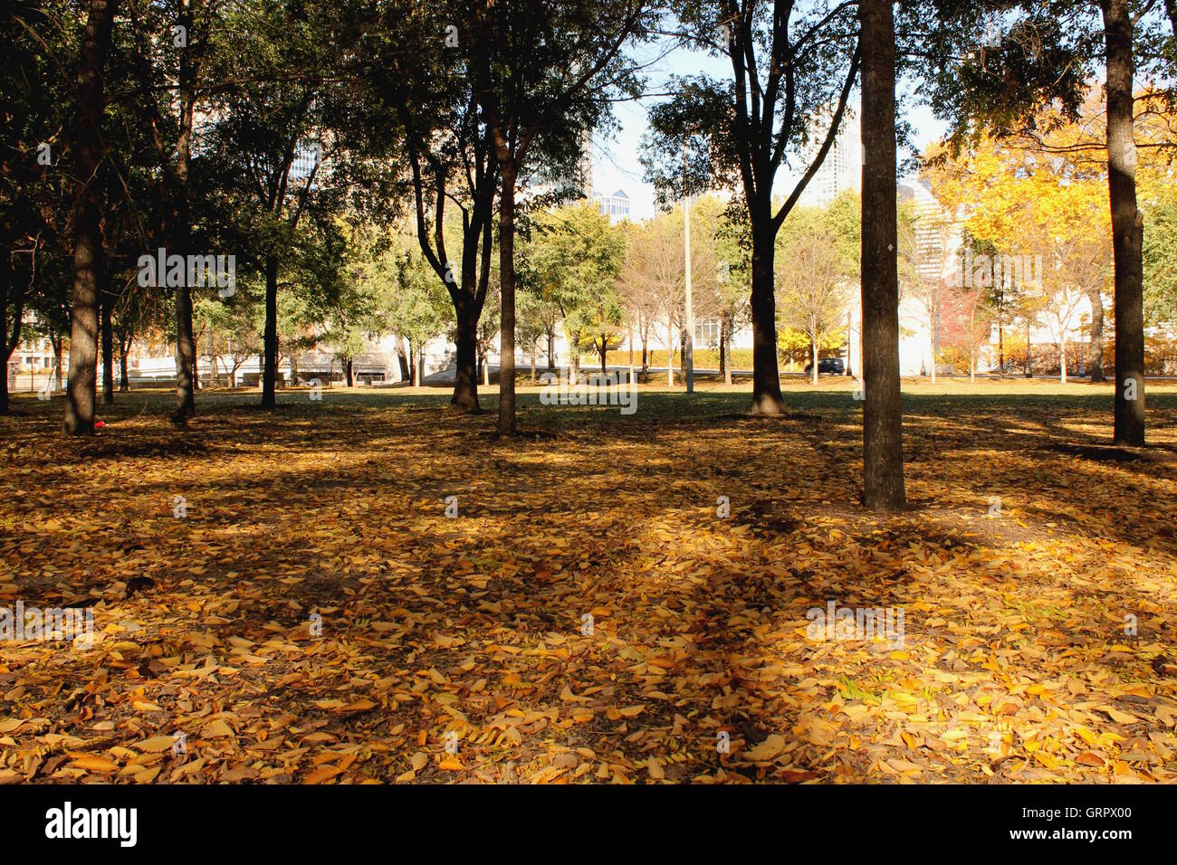 Chicago lakefront trees hi-res stock photography and images - Alamy
