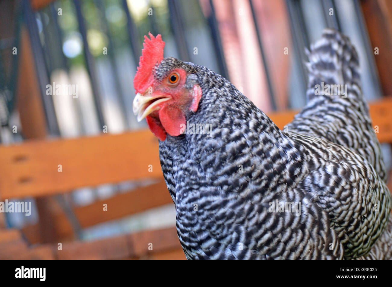 Close up of a Plymouth Barred Rock chicken Stock Photo - Alamy