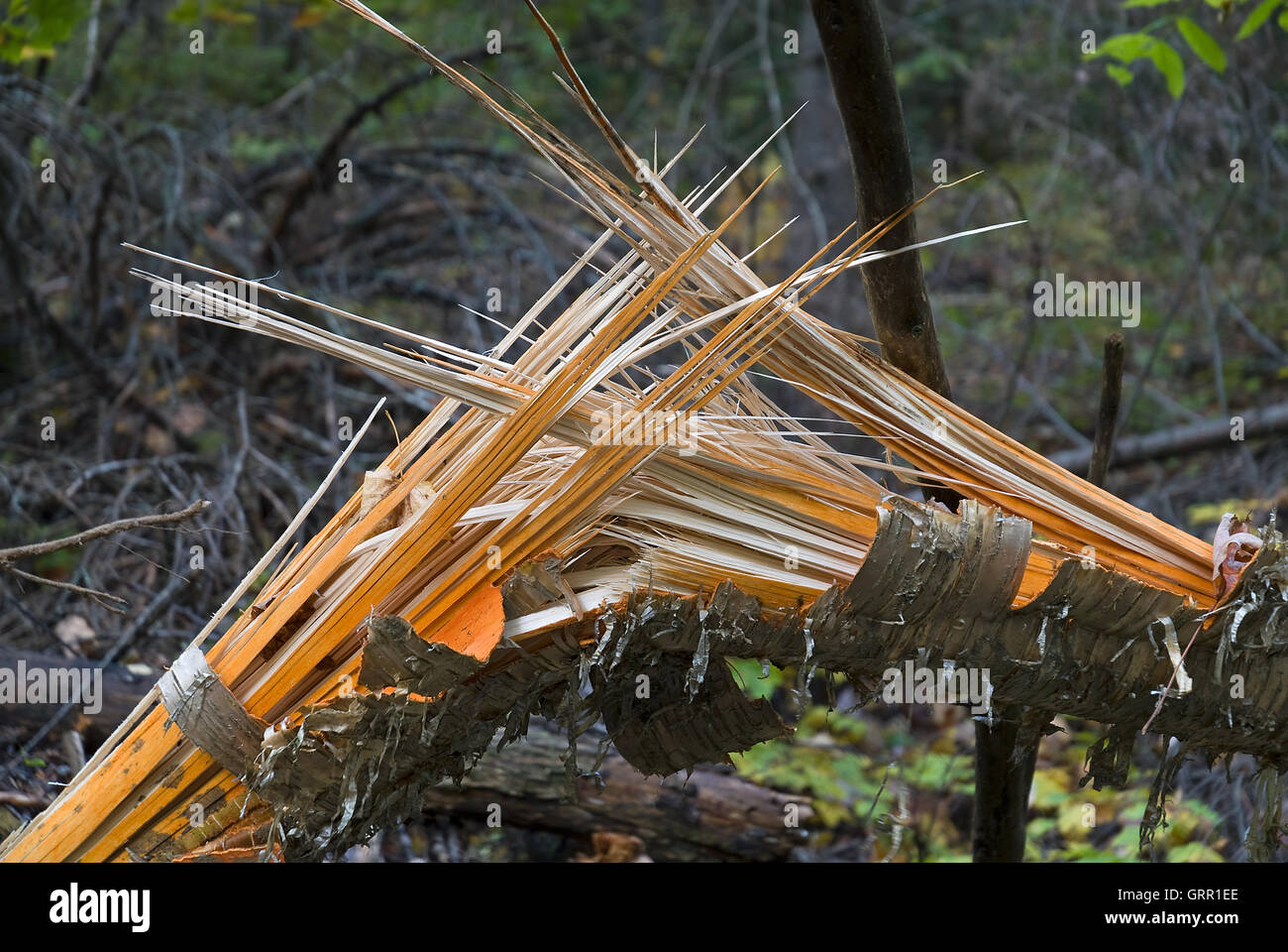 Splintered High Resolution Stock Photography and Images - Alamy