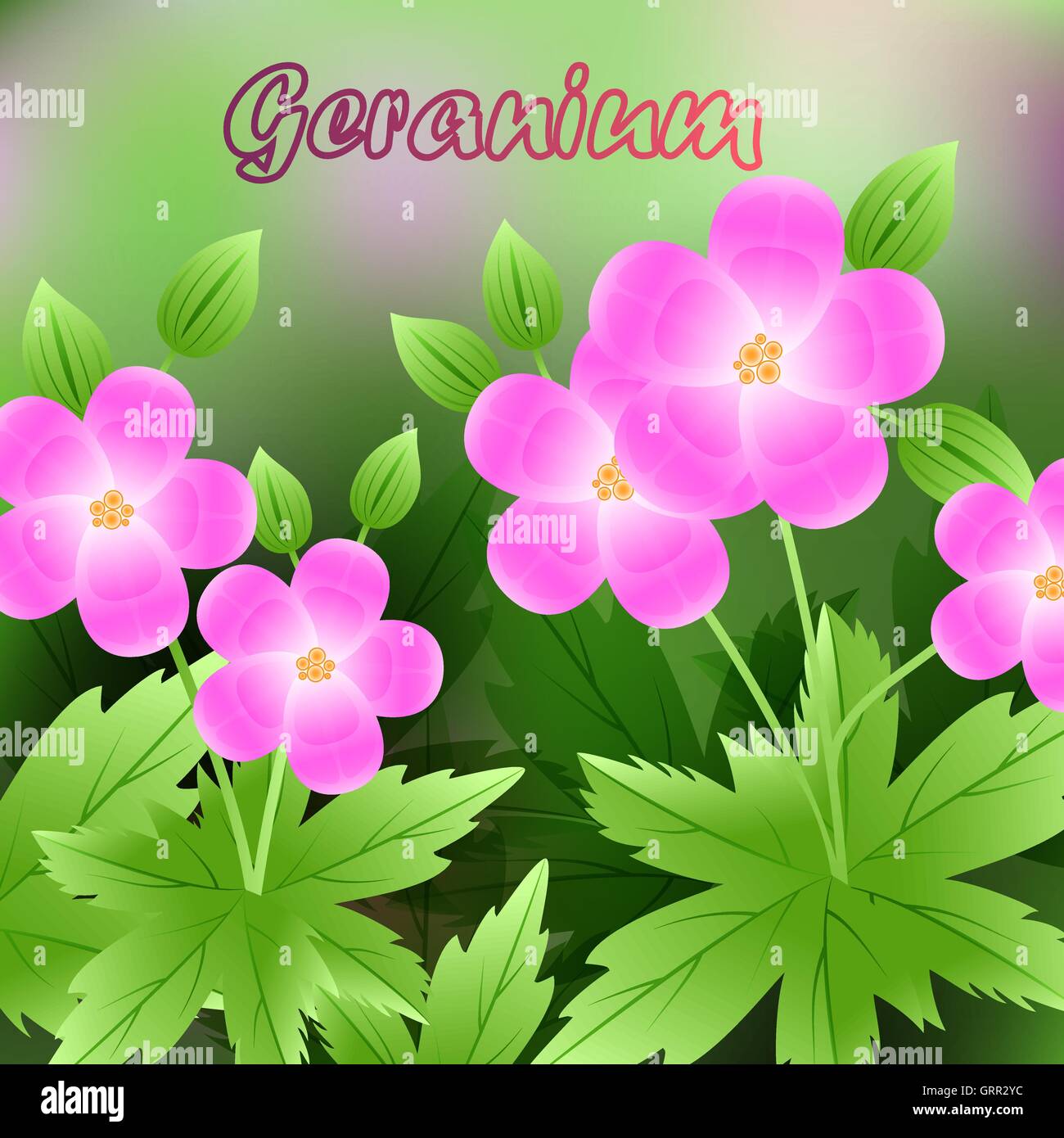 Beautiful spring flowers Geranium. cards or your design with space for ...