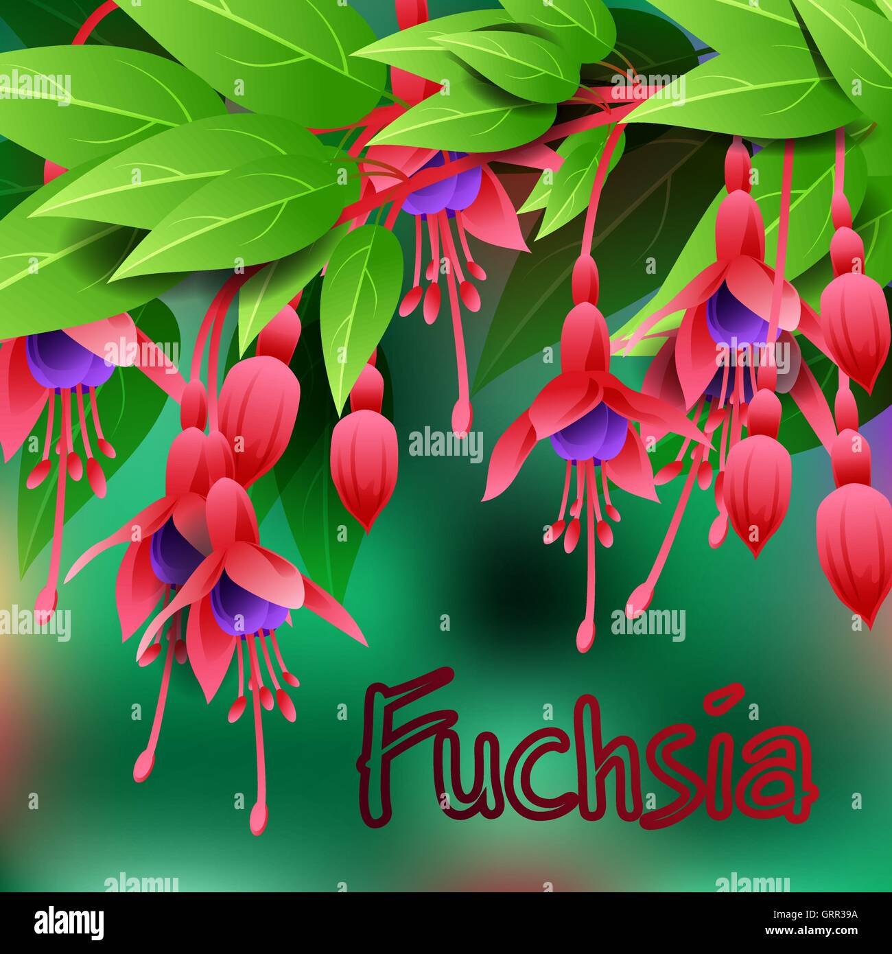 Fuchsia ornamental flower Stock Vector Images - Alamy