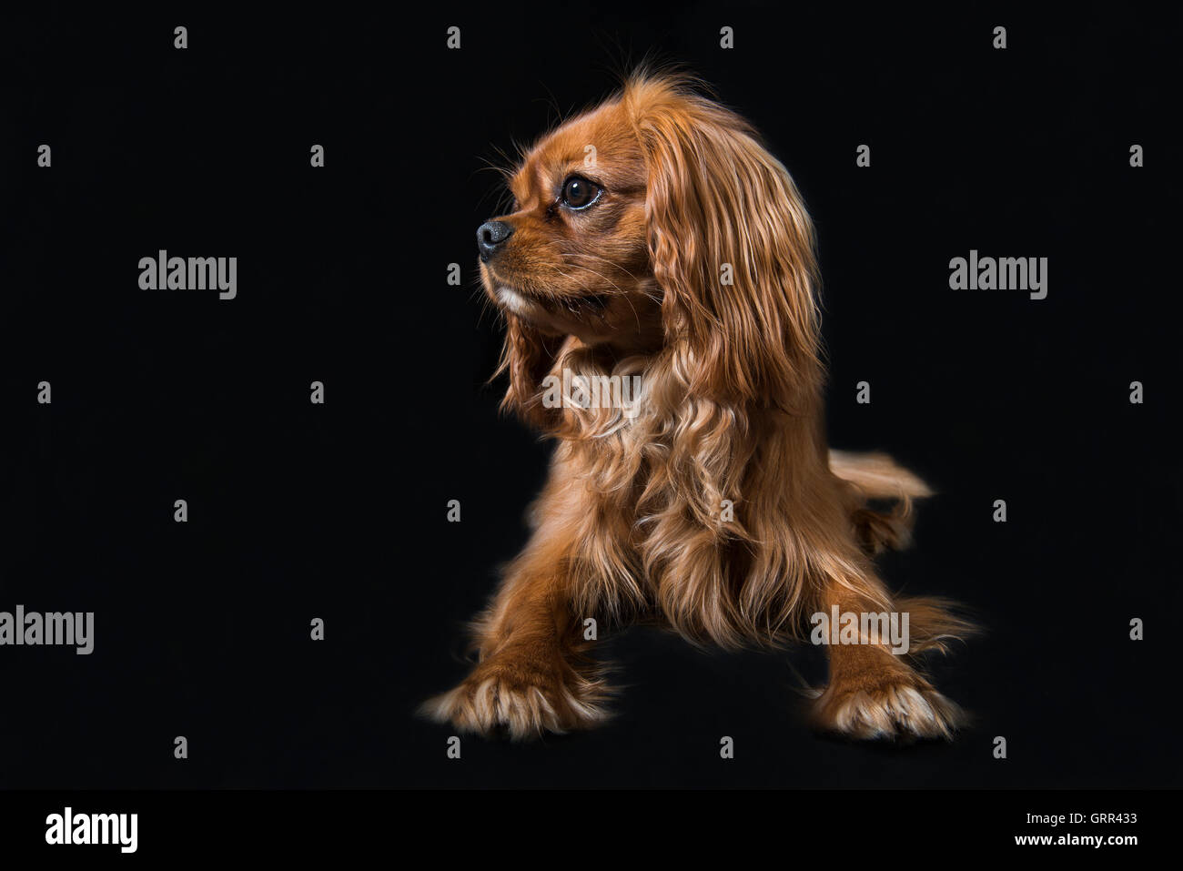King Charles Cavalier Spaniel Portrait Stock Photo - Alamy