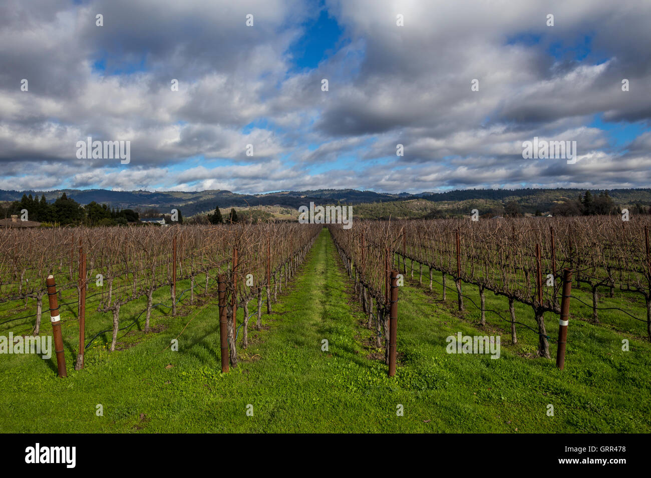 estate vineyard, V Sattui Winery, Napa Valley, Napa County, California ...