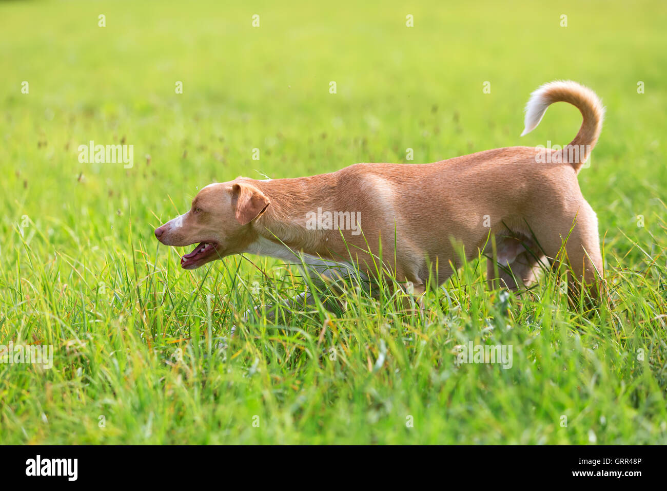 Podenco mix hi-res stock photography and images - Alamy