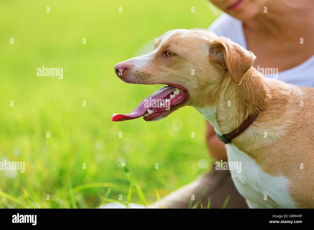 Podenco Mix High Resolution Stock Photography and Images - Alamy