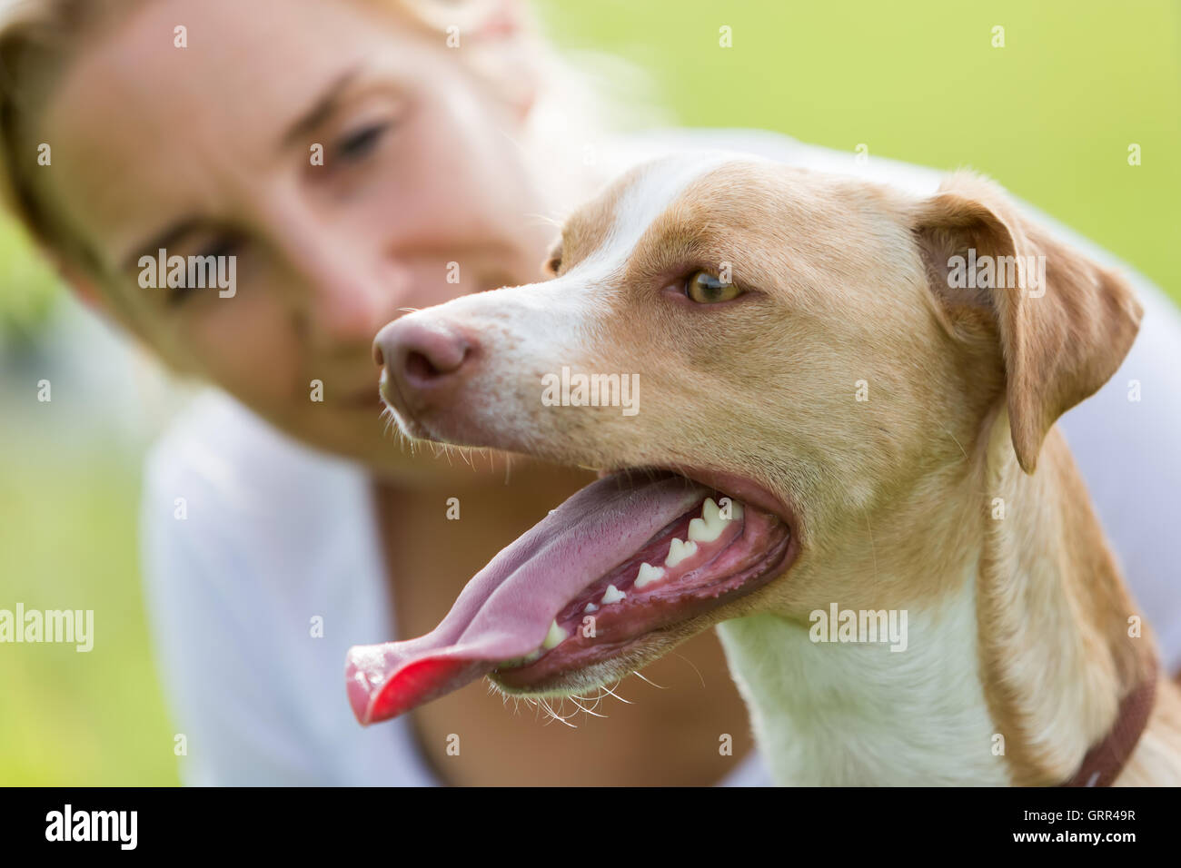 Podenco mix hi-res stock photography and images - Alamy