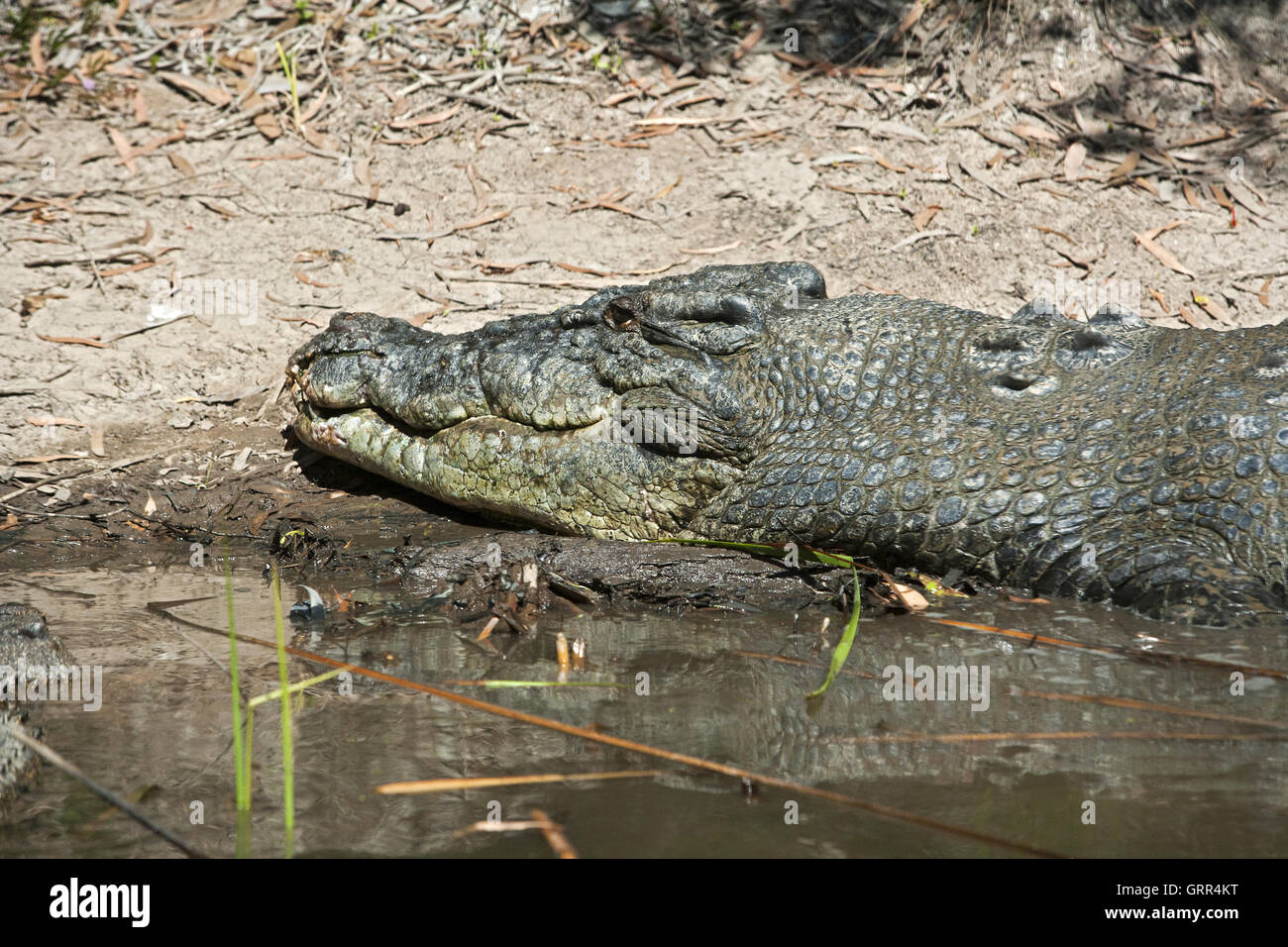 Crocodile sunbathing on river bank hi-res stock photography and images ...