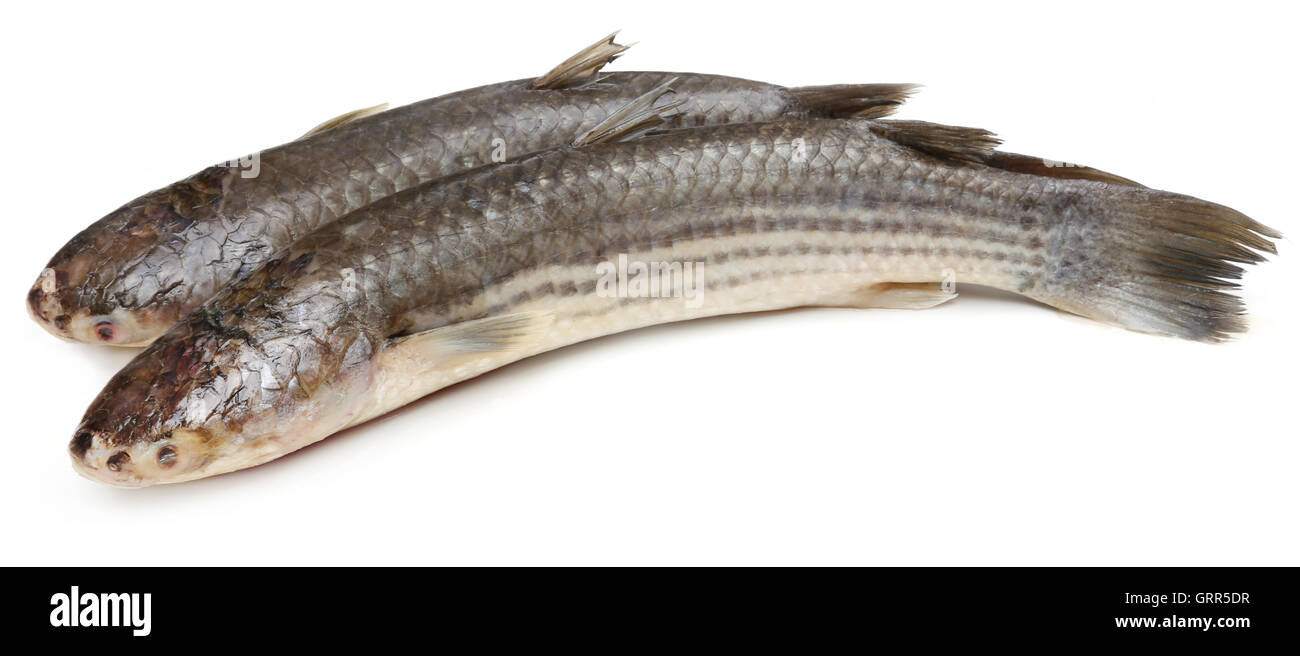 Bangladeshi fish hi-res stock photography and images - Alamy