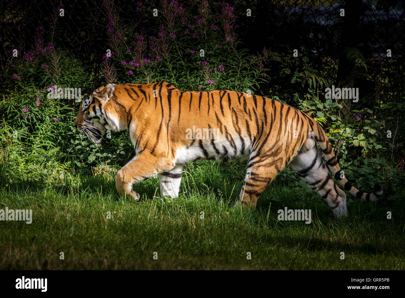 Siberian Tiger. Panthera tigris altaica, Woburn Safari Park Stock Photo ...