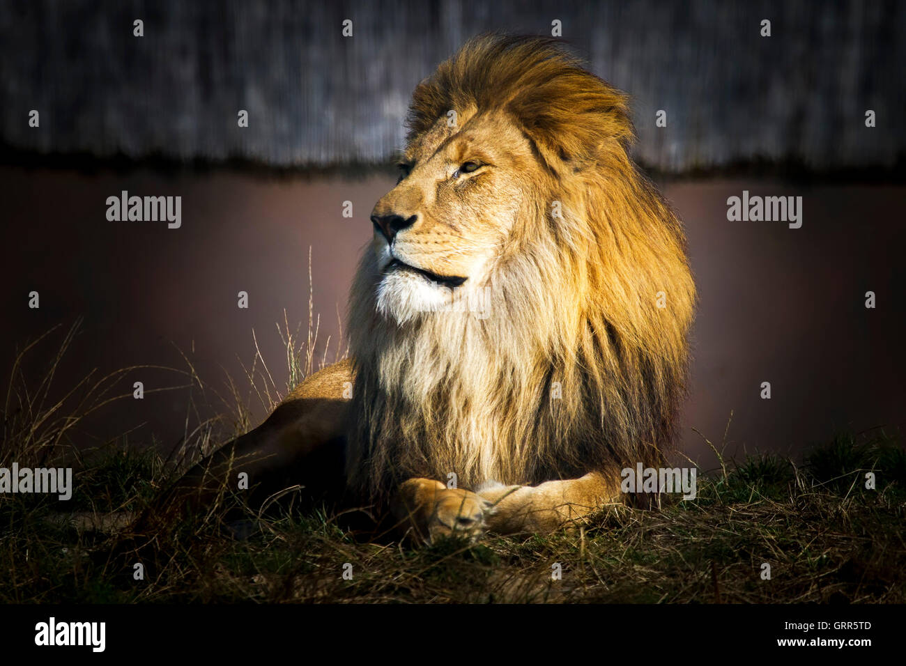 African lion woburn safari park hi-res stock photography and images - Alamy