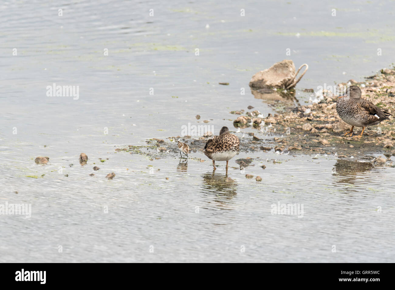 A Little Stint dwarfed by Gadwall at Rye Meads, the first sighting ...