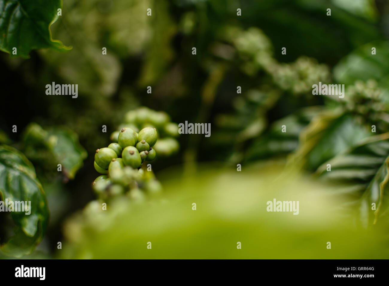 Coffee bean tree Stock Photo - Alamy
