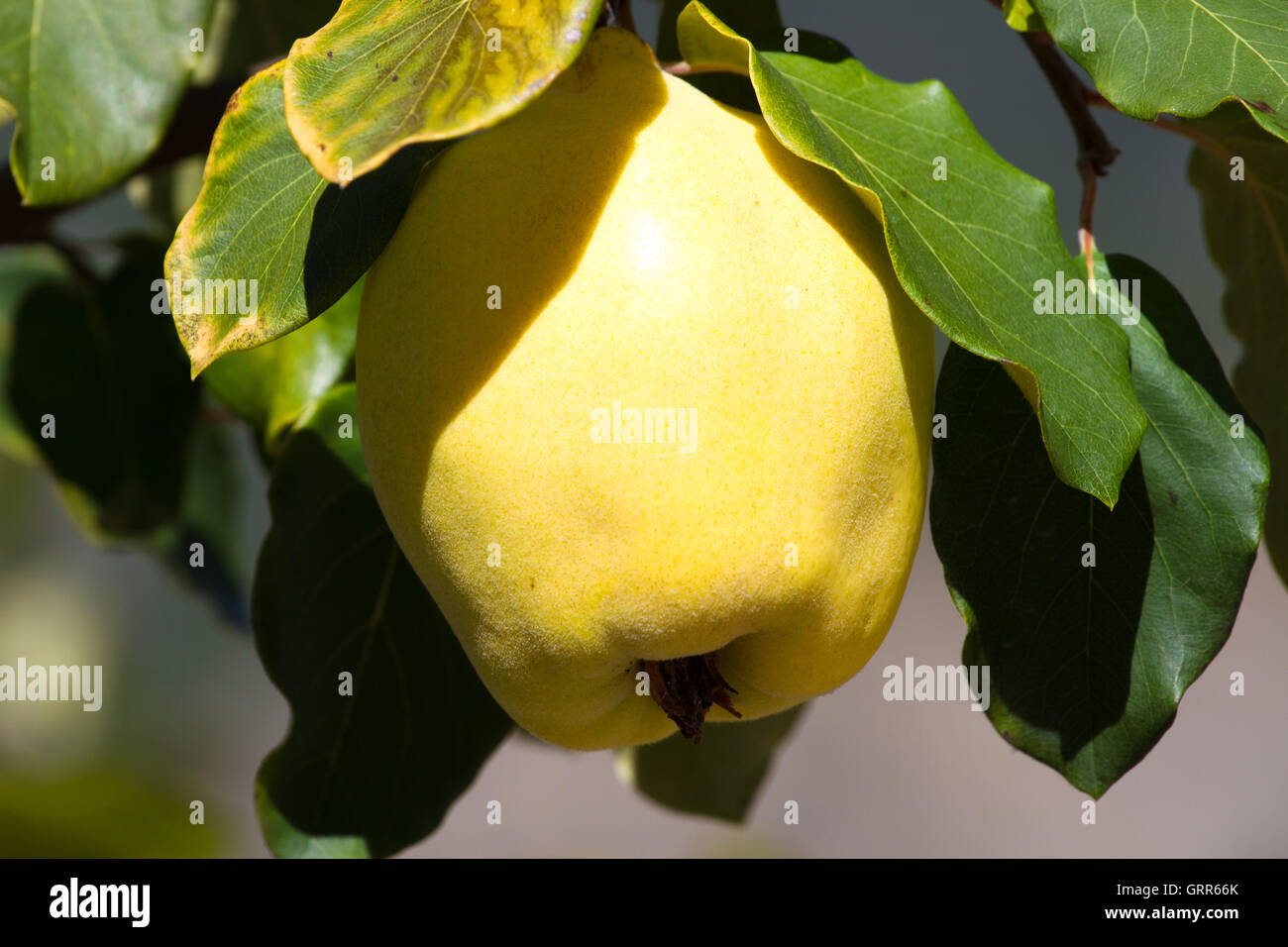 The quince tree sun hi-res stock photography and images - Alamy