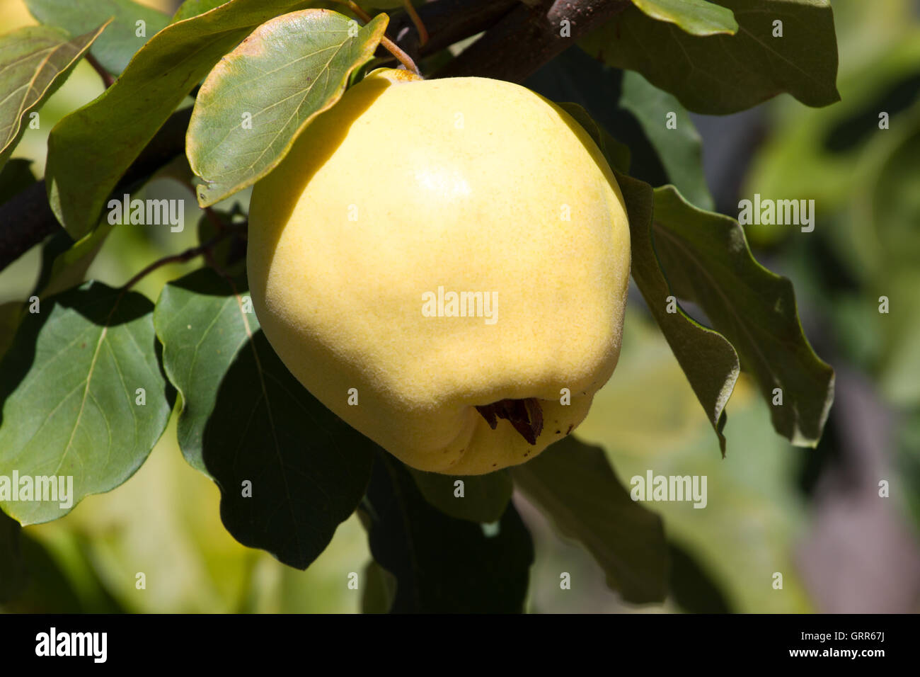 Juicy and ripe quince hanging on a branch organicity nature naturalness ...