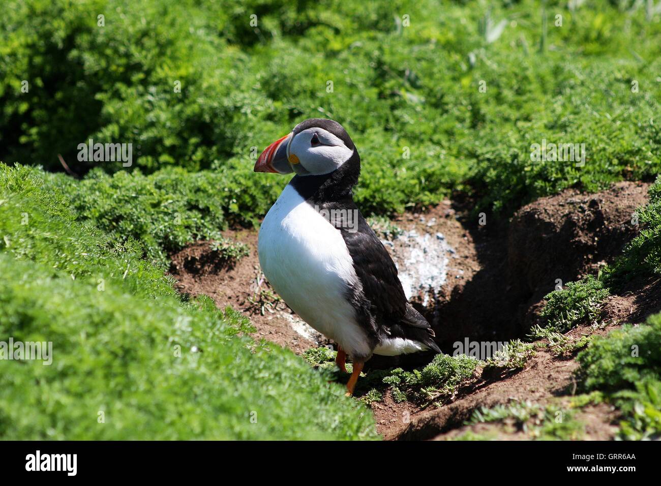 White puffin hi-res stock photography and images - Alamy