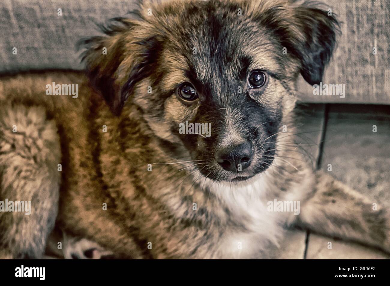Mixed Dog Breed Puppy Stock Photo - Alamy