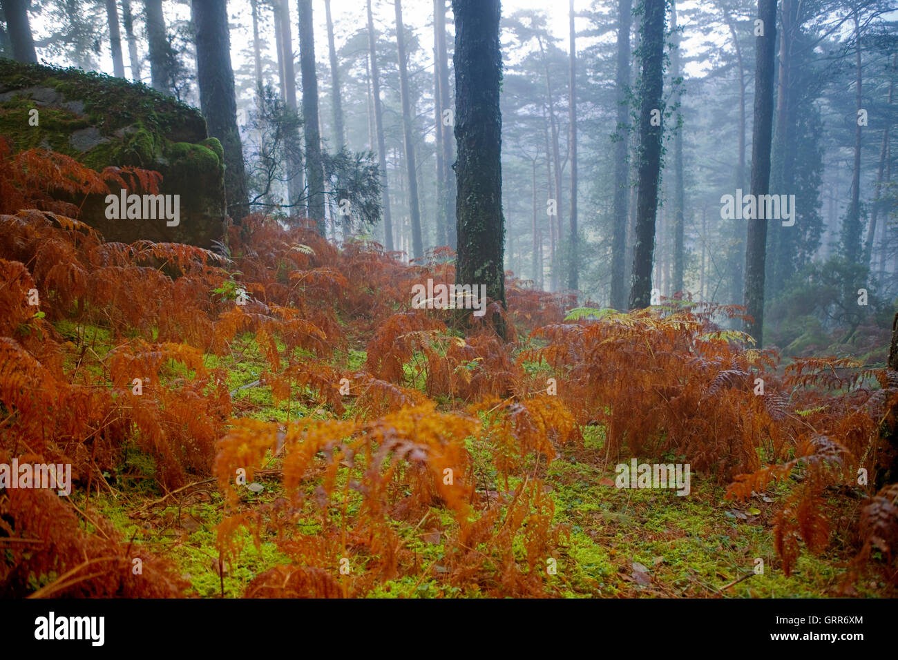 Autumn forest at Mata da Albergaria, Geres National Park, Portugal ...