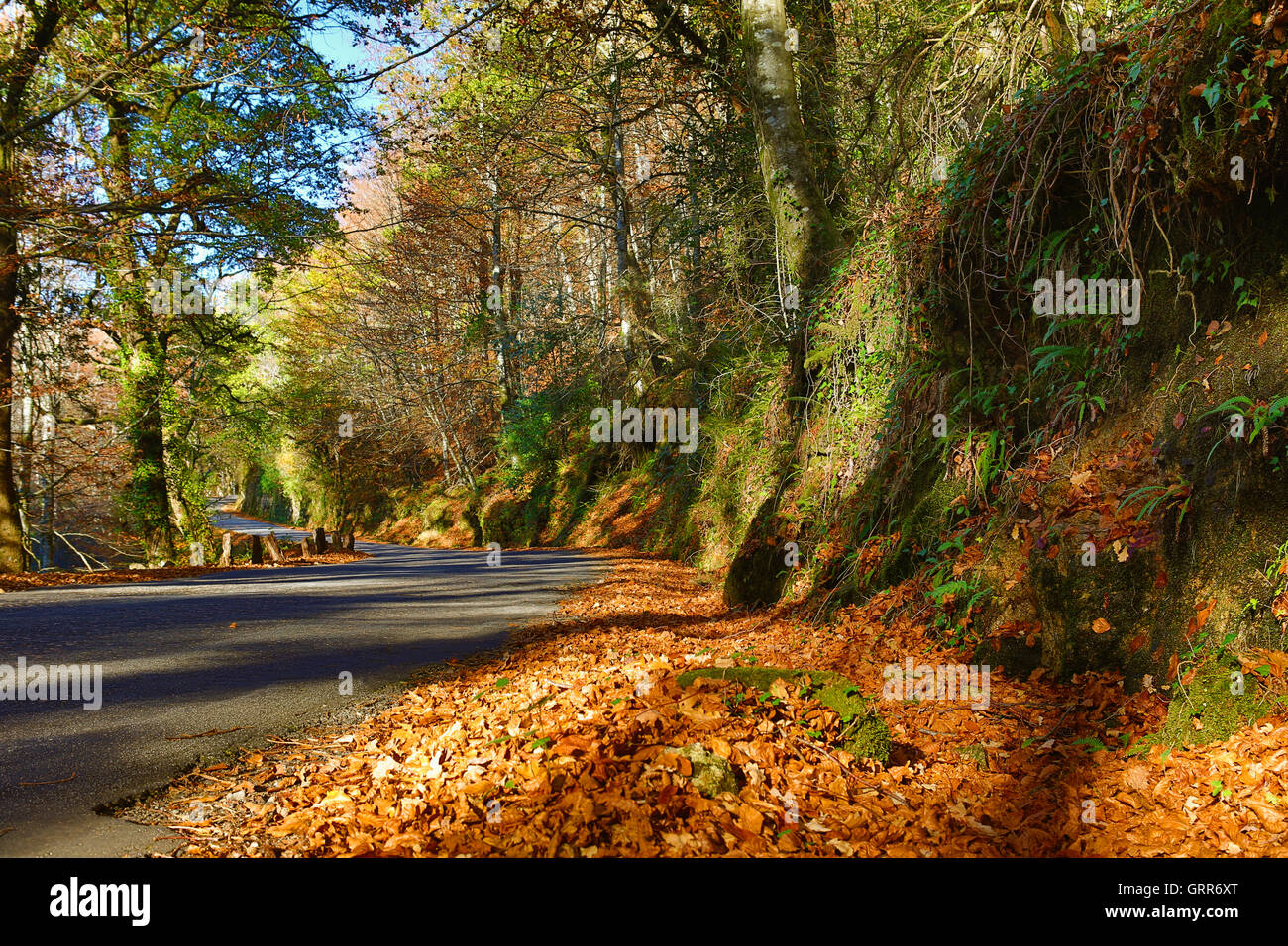 Autumn landscape with road and beautiful colored trees, in Geres ...
