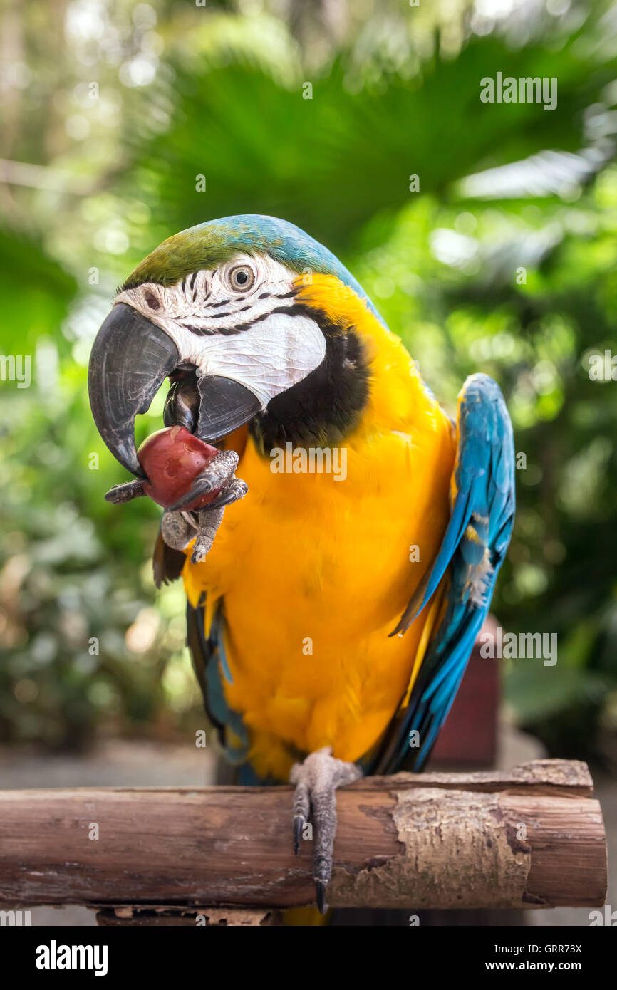 Macaw parrot eating grape Stock Photo - Alamy