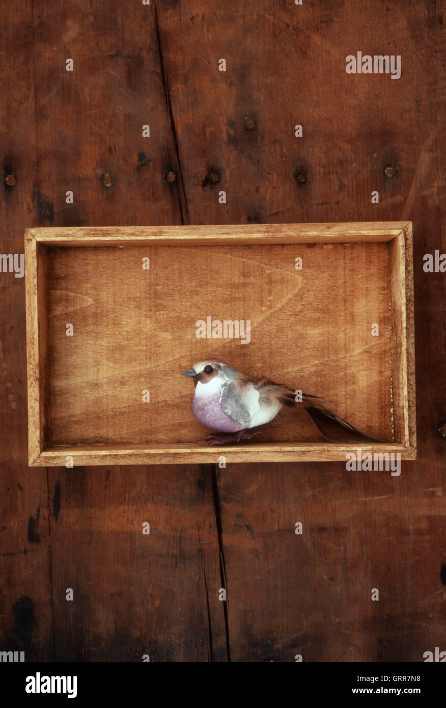 Small wooden box containing polystyrene model of bird with real ...