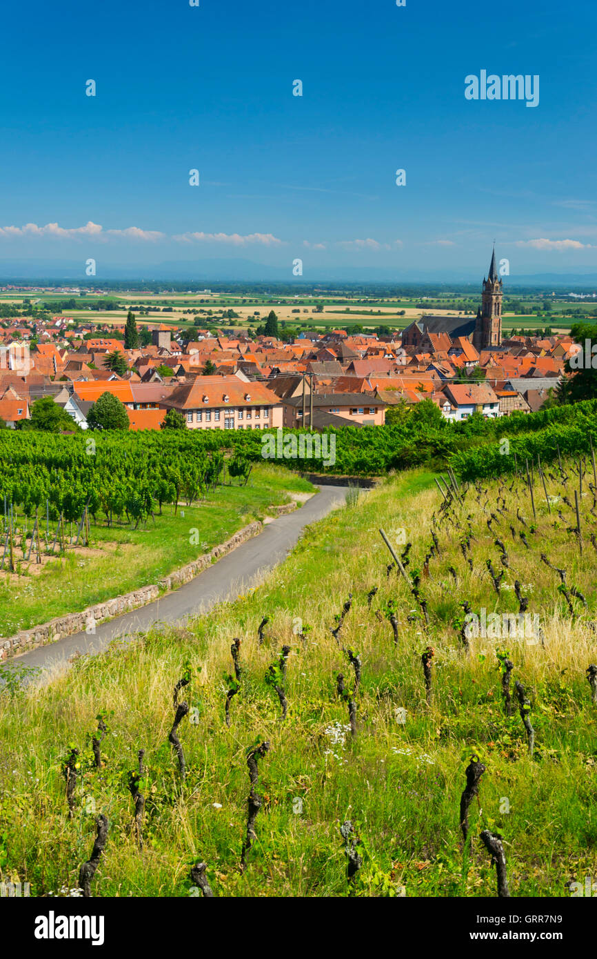 France, Haut-Rhin (68), Wine road, Dambach la ville, vineyards and ...