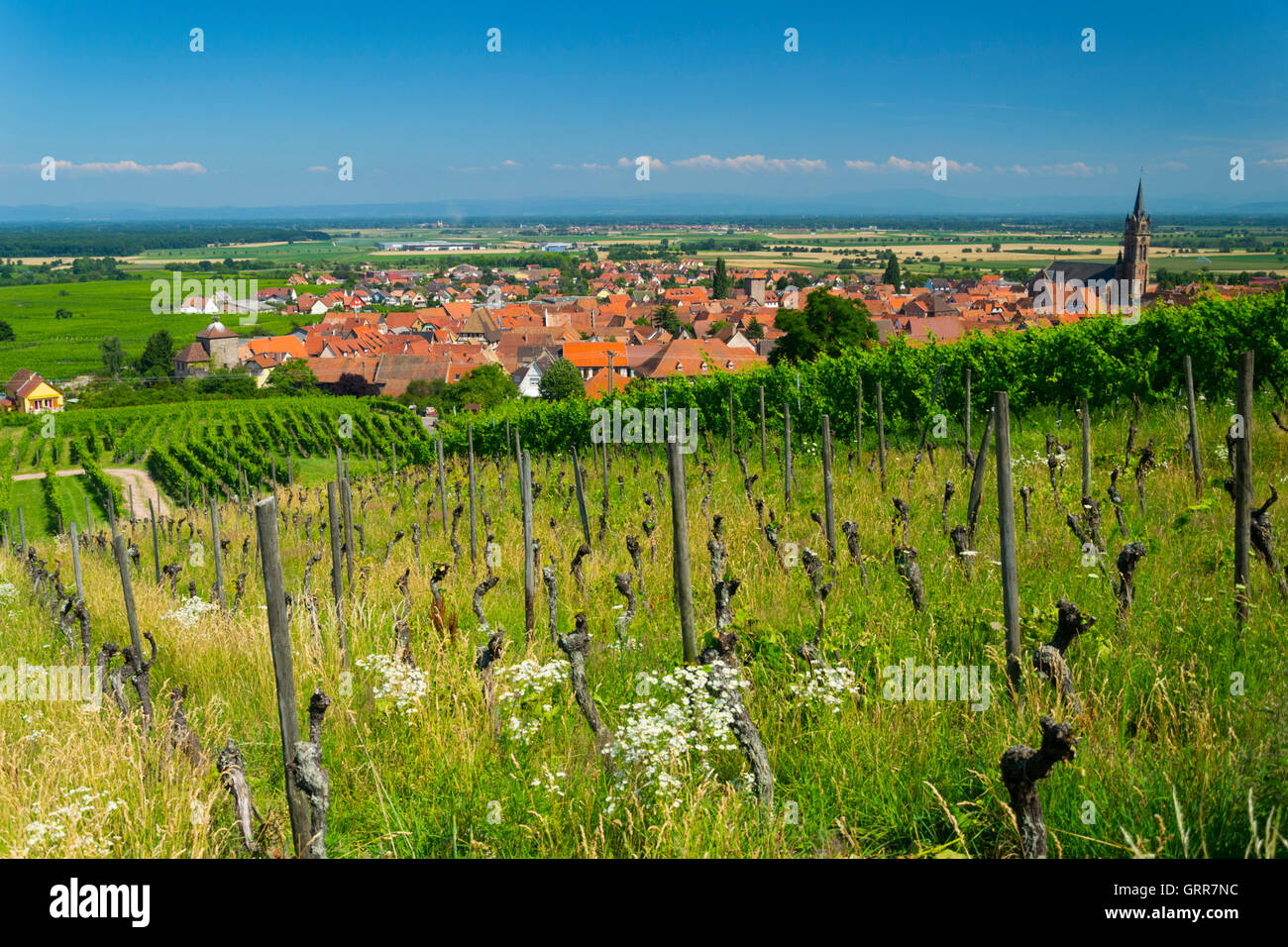 France, Haut-Rhin (68), Wine road, Dambach la ville, vineyards and ...