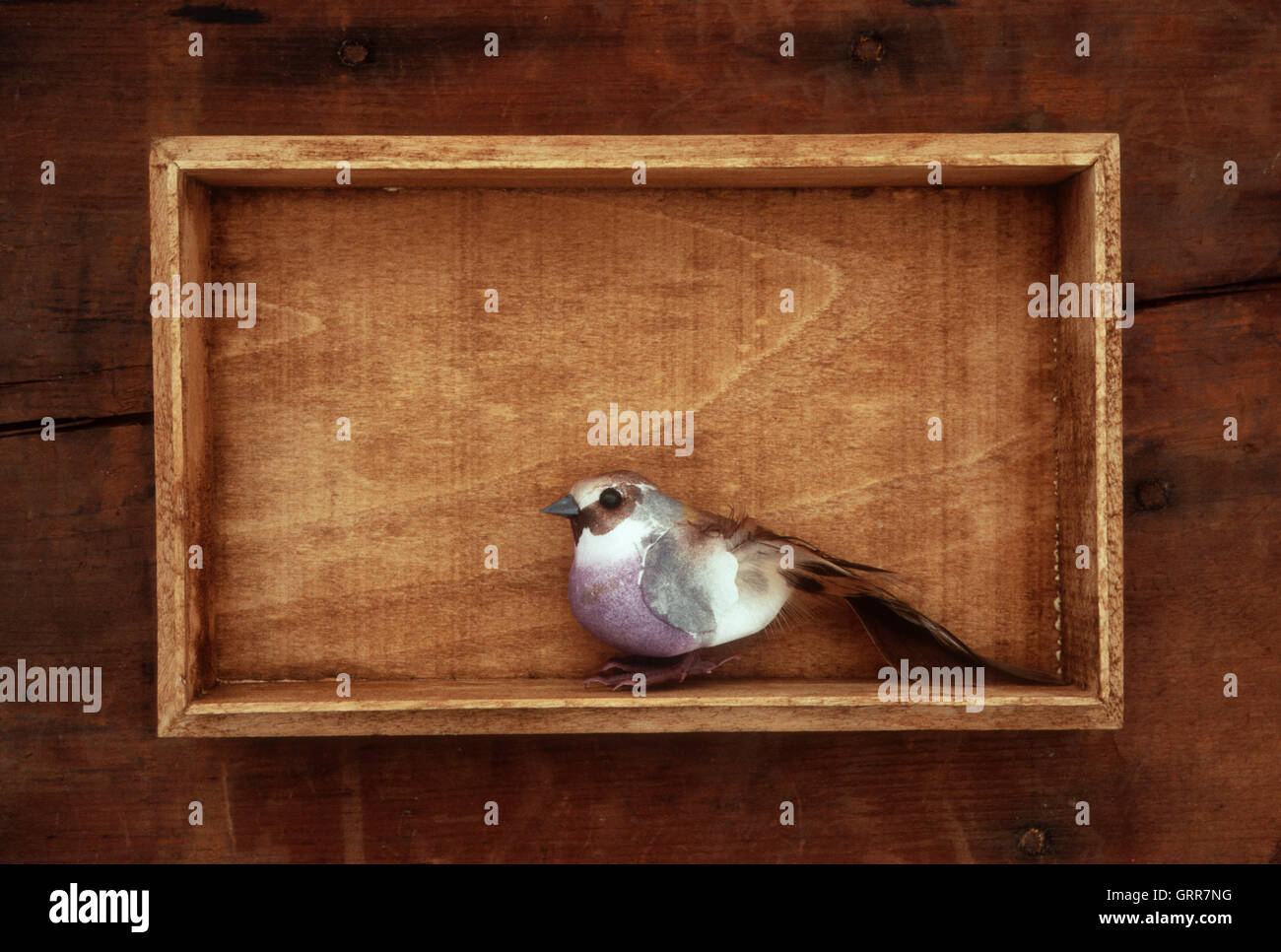Small wooden box containing polystyrene model of bird with real ...