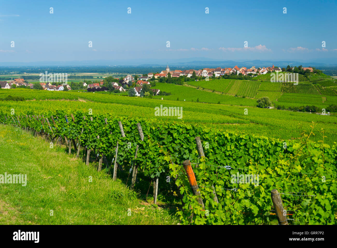 France, Haut-Rhin (68), Wine road, Zellenberg, vineyards and village ...