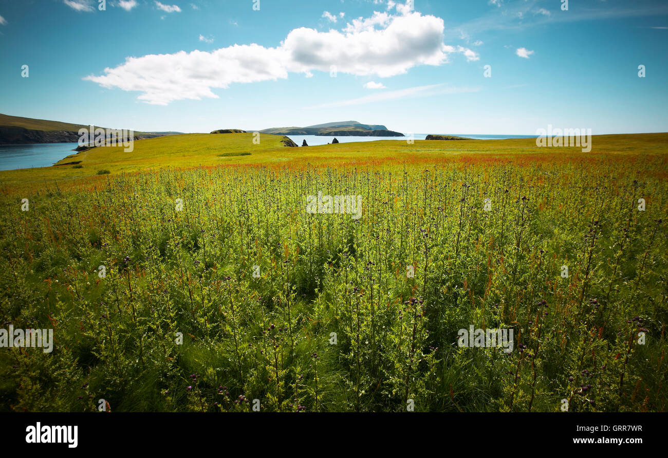 Scottish coastline landscape in Shetland islands. Scotland. UK ...