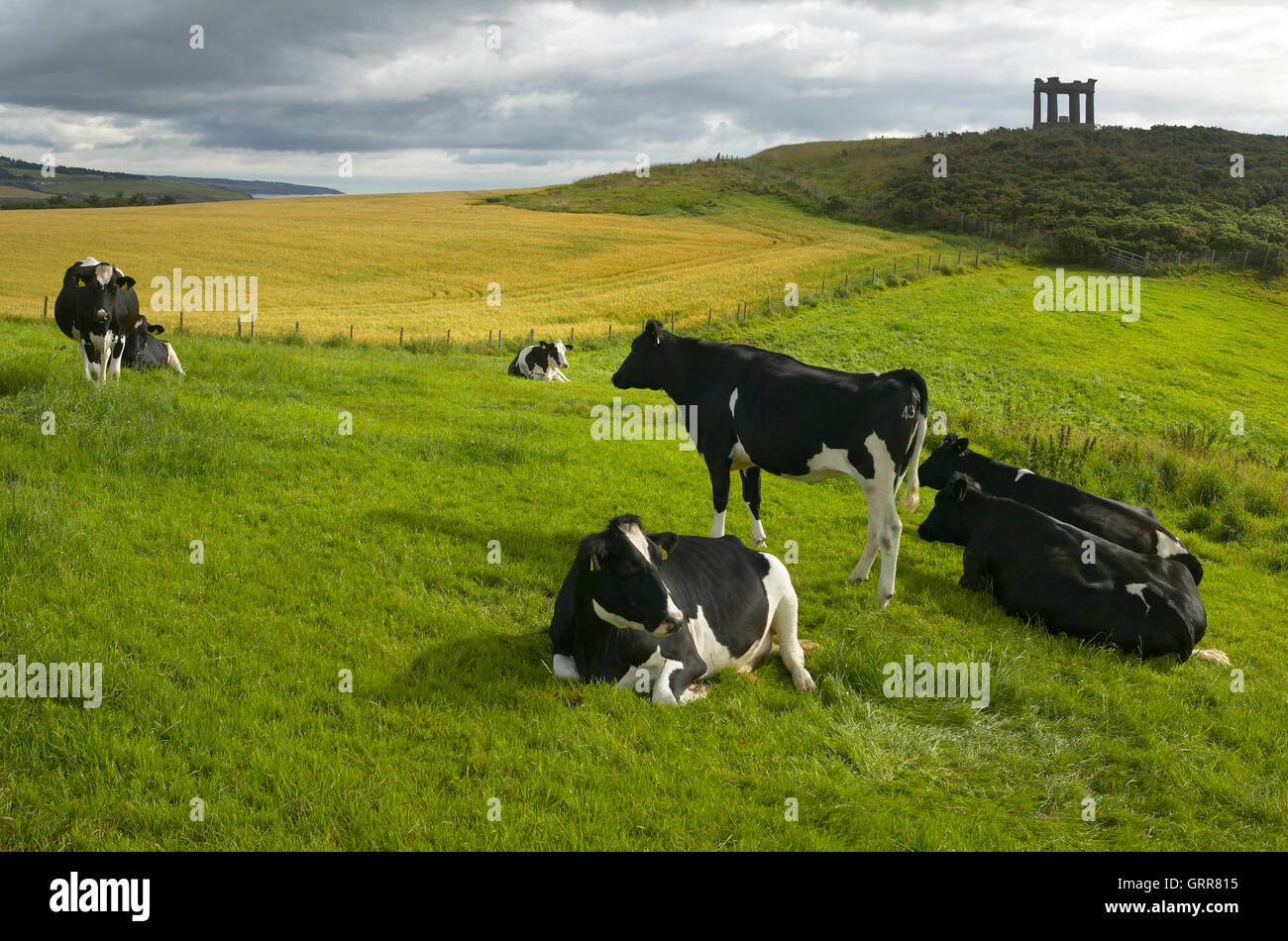 Scottish countryside landscape with cows. Stonehaven. Scotland. UK ...