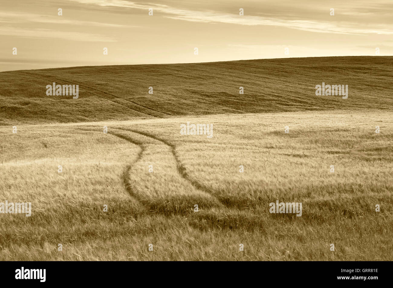 Scottish countryside landscape in sepia tone. Scotland. UK. Horizontal ...