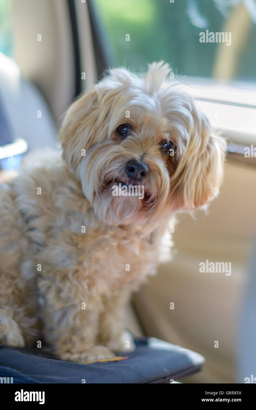 Dog in back of car hi-res stock photography and images - Alamy