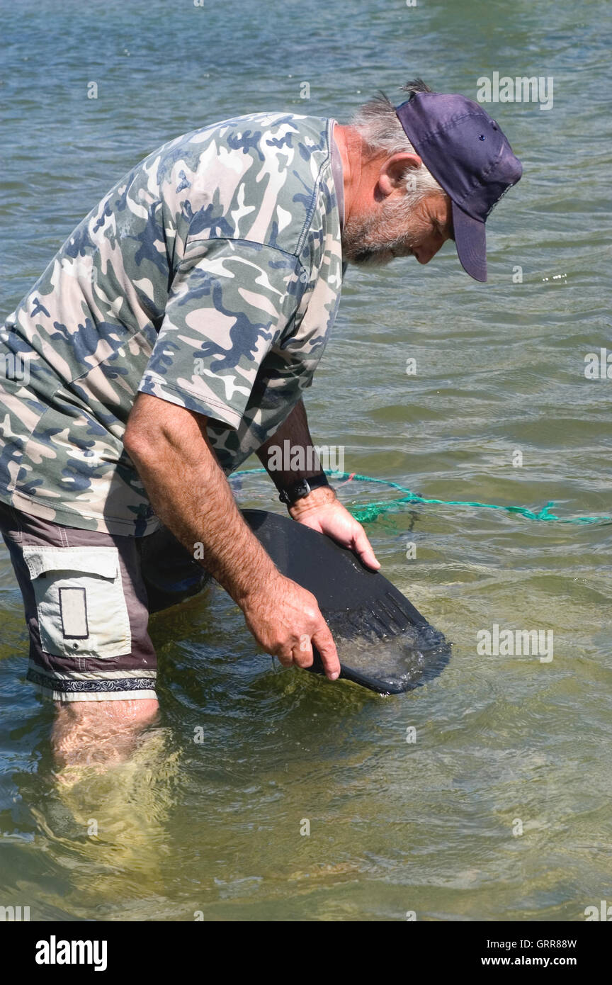 French gold digger in full working washing in the river Gardon in the ...