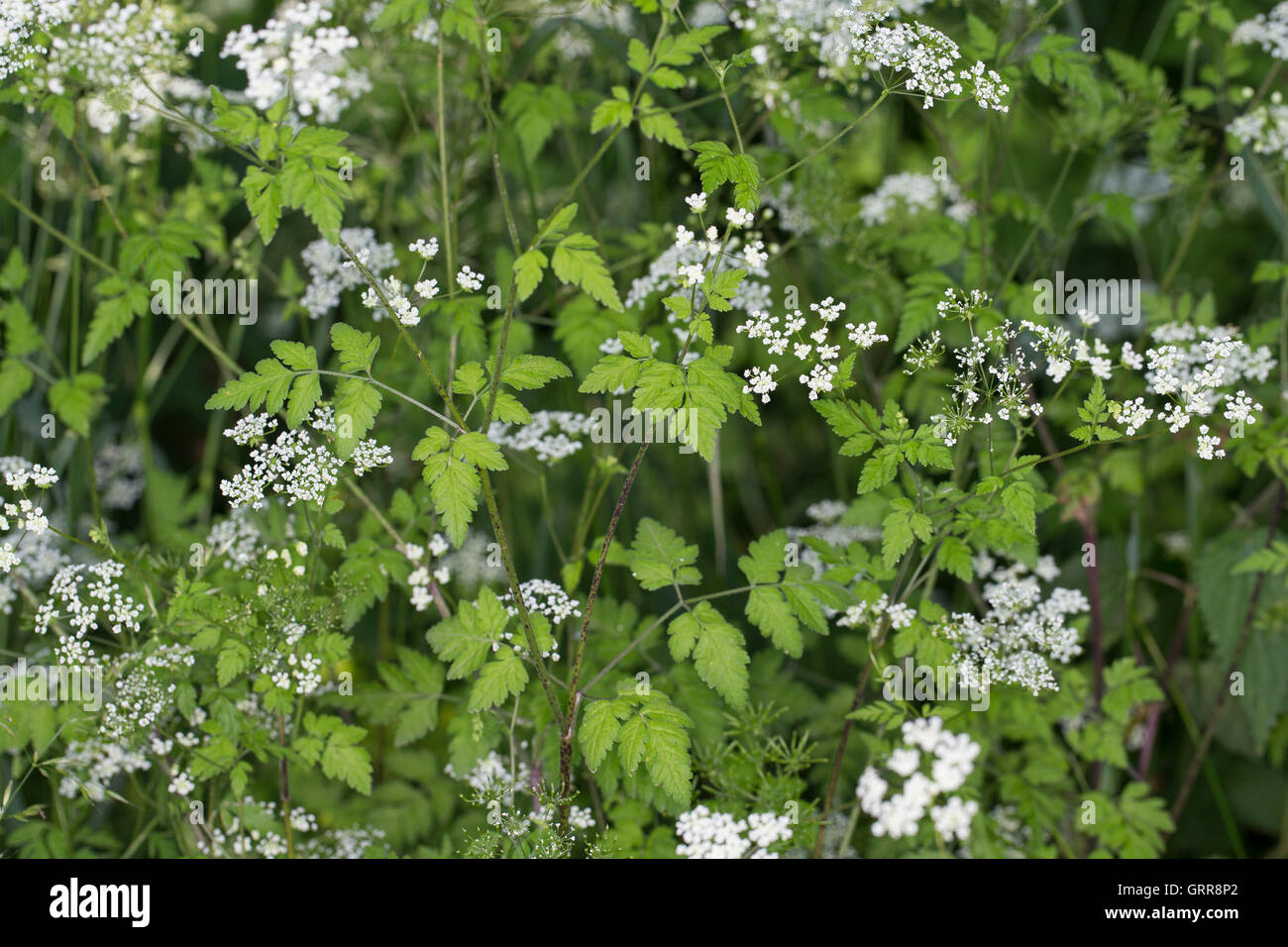 Taumel-Kälberkropf, Hecken-Kälberkropf, Heckenkälberkropf ...