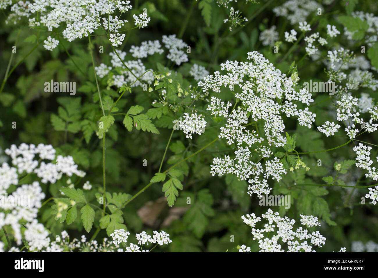 Taumel-Kälberkropf, Hecken-Kälberkropf, Heckenkälberkropf ...