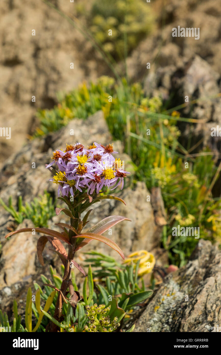 Sea Aster Tripolium vulgare Stock Photo - Alamy