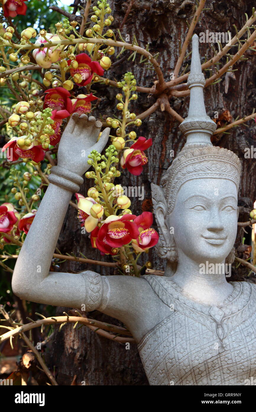 Bodhi Tree Flower High Resolution Stock Photography and Images - Alamy