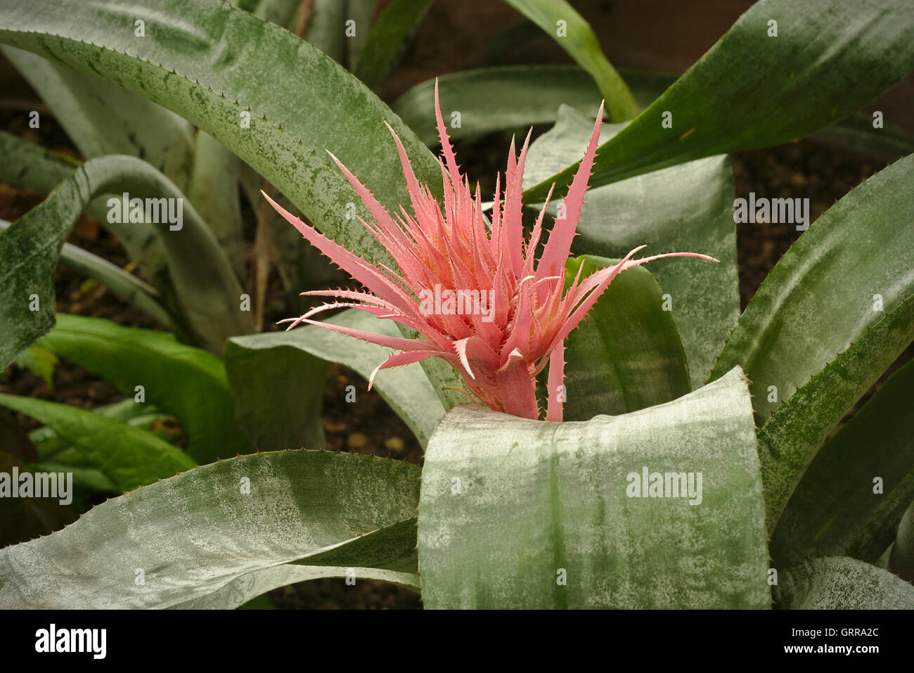 Aechmea bromelia hi-res stock photography and images - Alamy