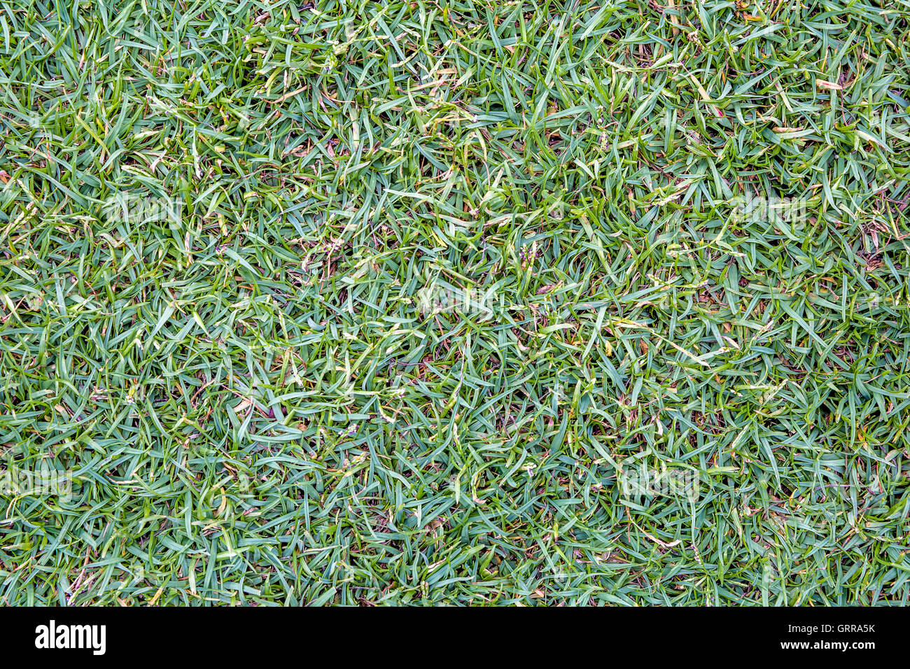 Green grass texture of background in HDR Stock Photo - Alamy