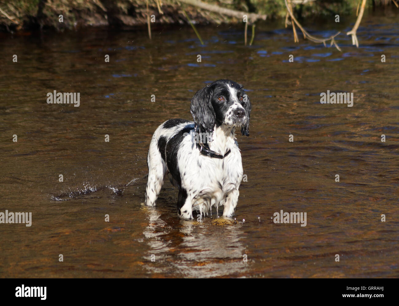 Spaniel dog playing in the water Stock Photo - Alamy