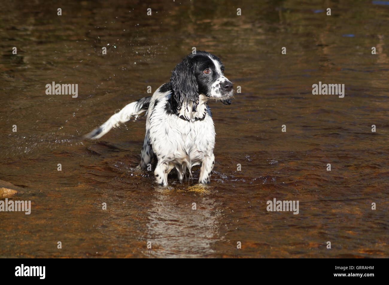 Spaniel dog playing in the water Stock Photo - Alamy