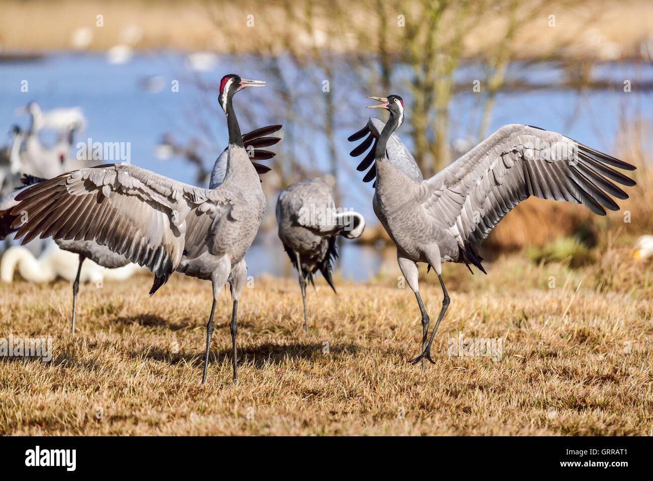 Angry Crane High Resolution Stock Photography and Images - Alamy