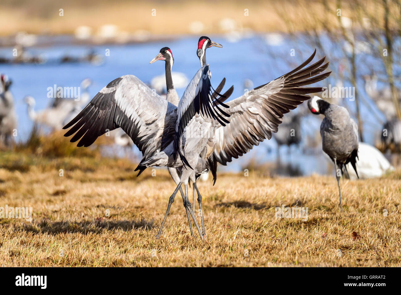 Angry crane hi-res stock photography and images - Alamy