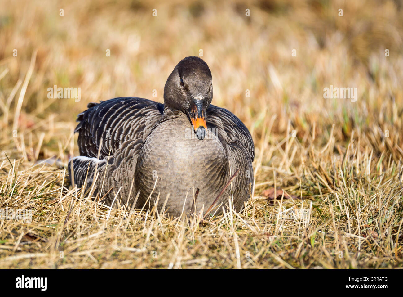 Bean goose hi-res stock photography and images - Alamy