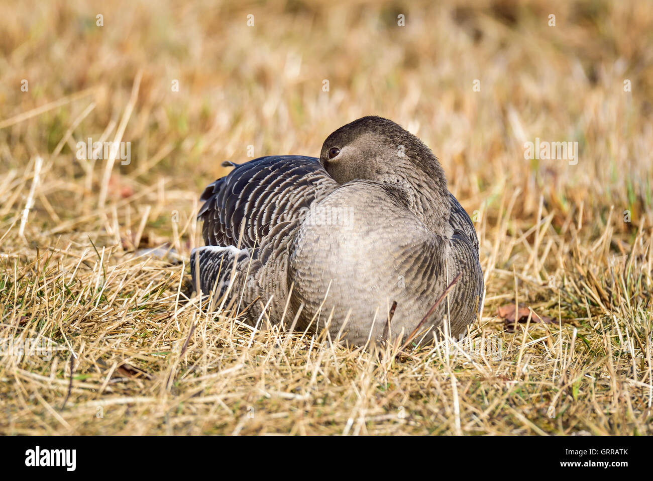 Bean goose hi-res stock photography and images - Alamy