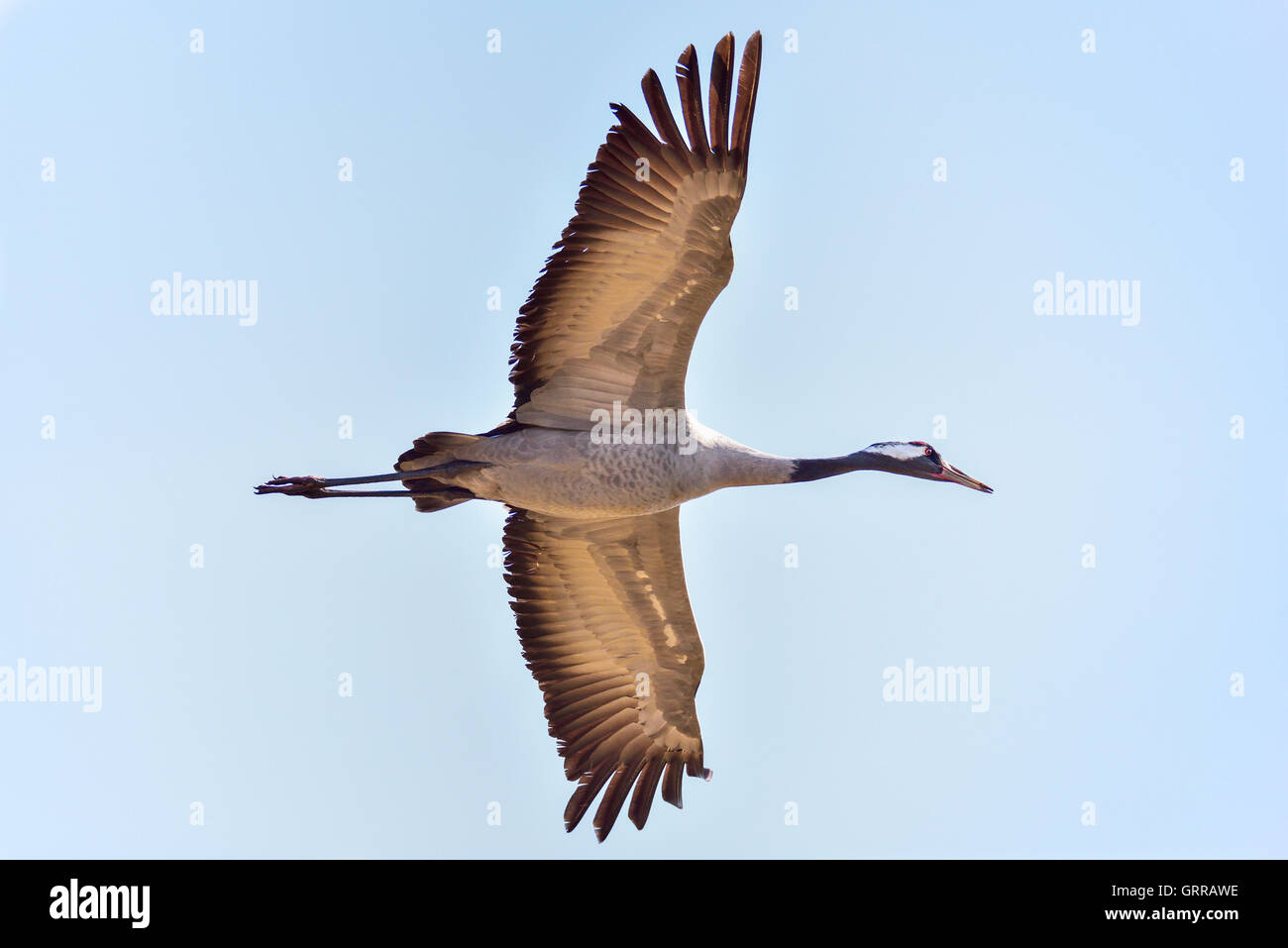 Crane migration hi-res stock photography and images - Alamy