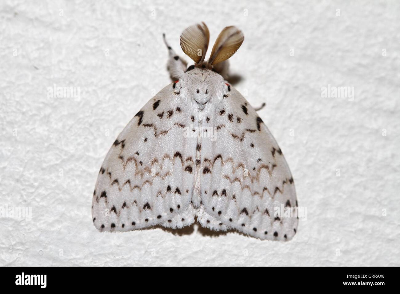 Moth wings hi-res stock photography and images - Alamy