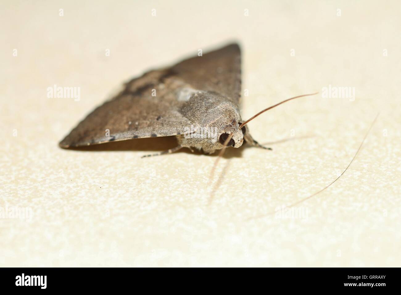 House moth close-up with great view of its composite eye Stock Photo ...