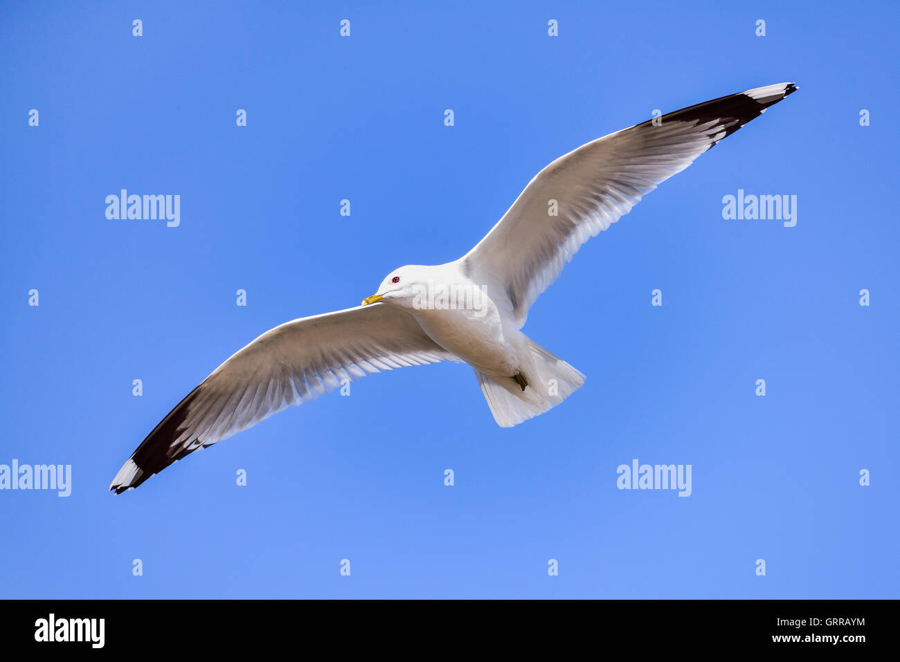 Gull feathers hi-res stock photography and images - Alamy